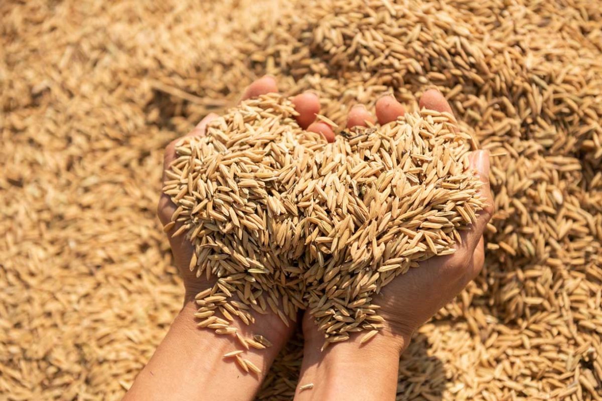Beneficios del afrecho de trigo para animales en su nutrición diaria ...