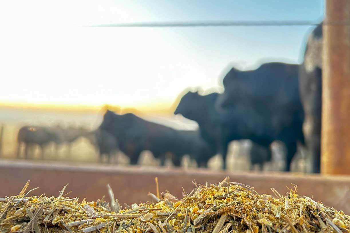 ¿Afrecho de trigo para qué sirve? Usos y beneficios