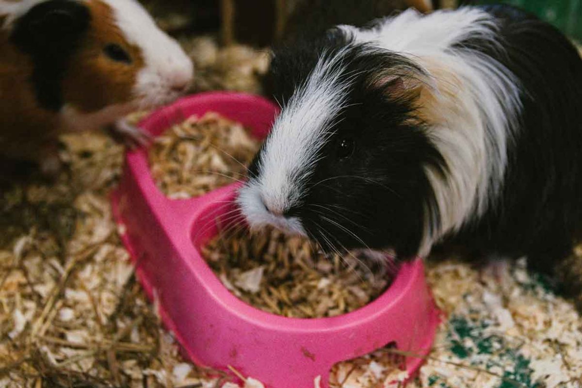 Beneficios del alimento balanceado para cuyes - Jusemgu